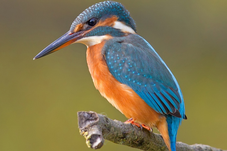 Bird Watching In Norfolk | | Discover Norfolk