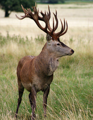 Deer Safaris at Holkham Hall | What's On | | Discover Norfolk