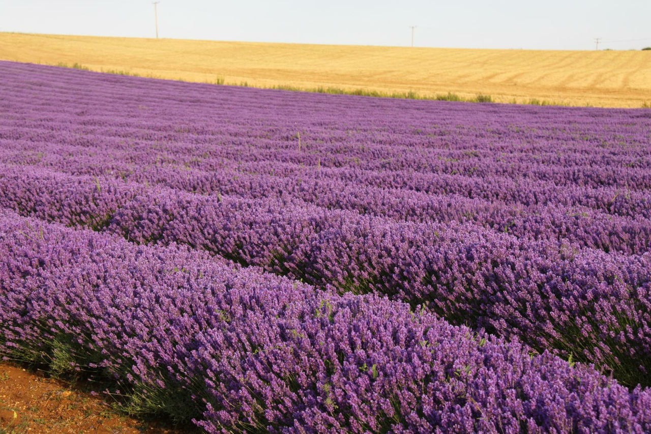 Norfolk Lavender | Family Days Out | Hunstanton | Discover Norfolk