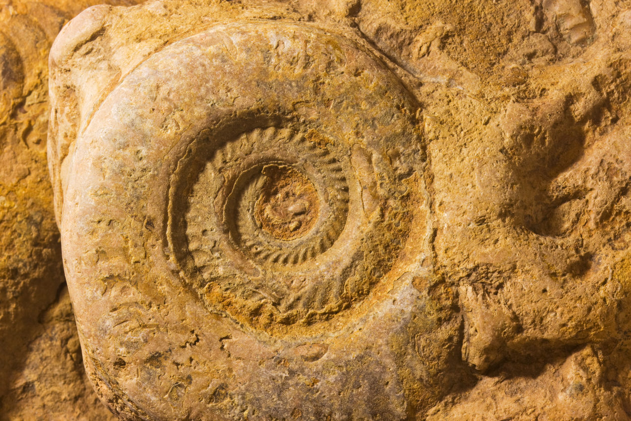 Fossils on the Beach | Norfolk Coast | Discover Norfolk