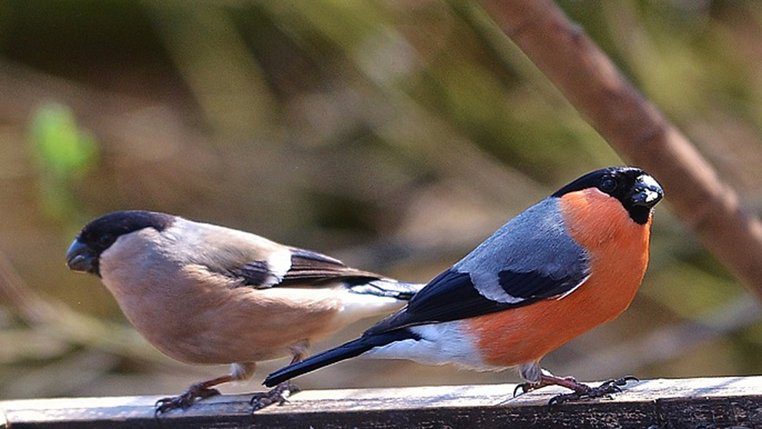 Norfolk Wildlife Trust Guided Walks and Boat Tours | What's On ...