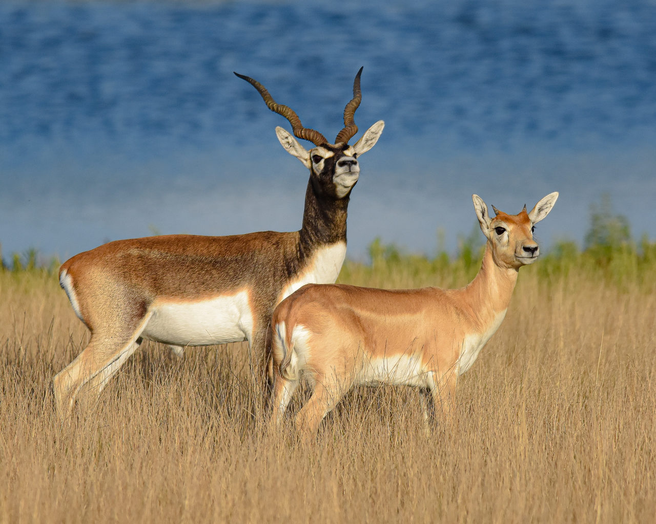 Watatunga Wildlife Reserve | Family Days Out | Kings Lynn | Discover ...