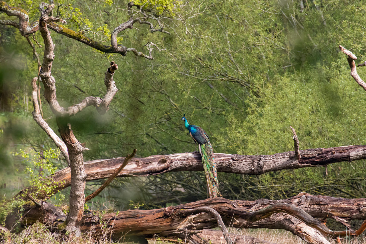 Watatunga Wildlife Reserve | Family Days Out | Kings Lynn | Discover ...