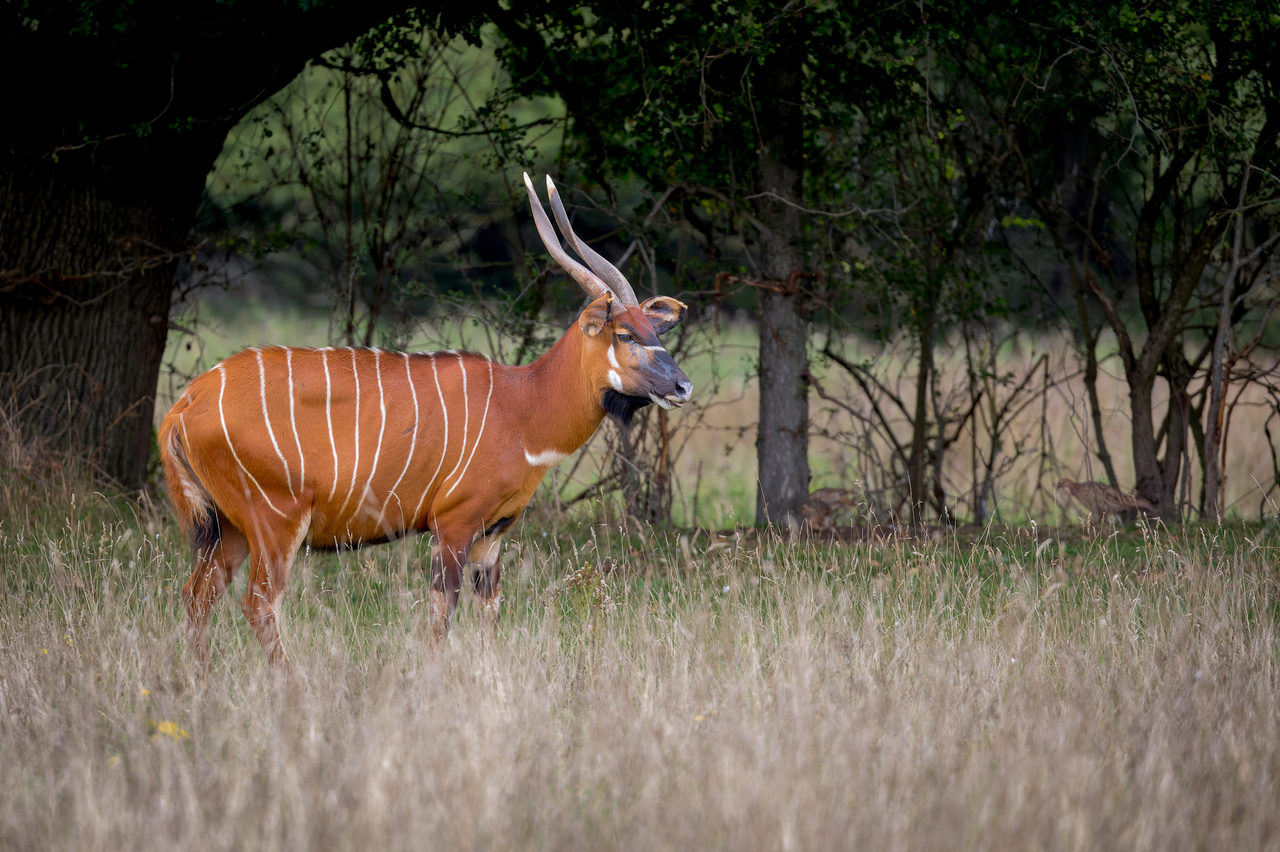 Watatunga Wildlife Reserve | Family Days Out | Kings Lynn | Discover ...